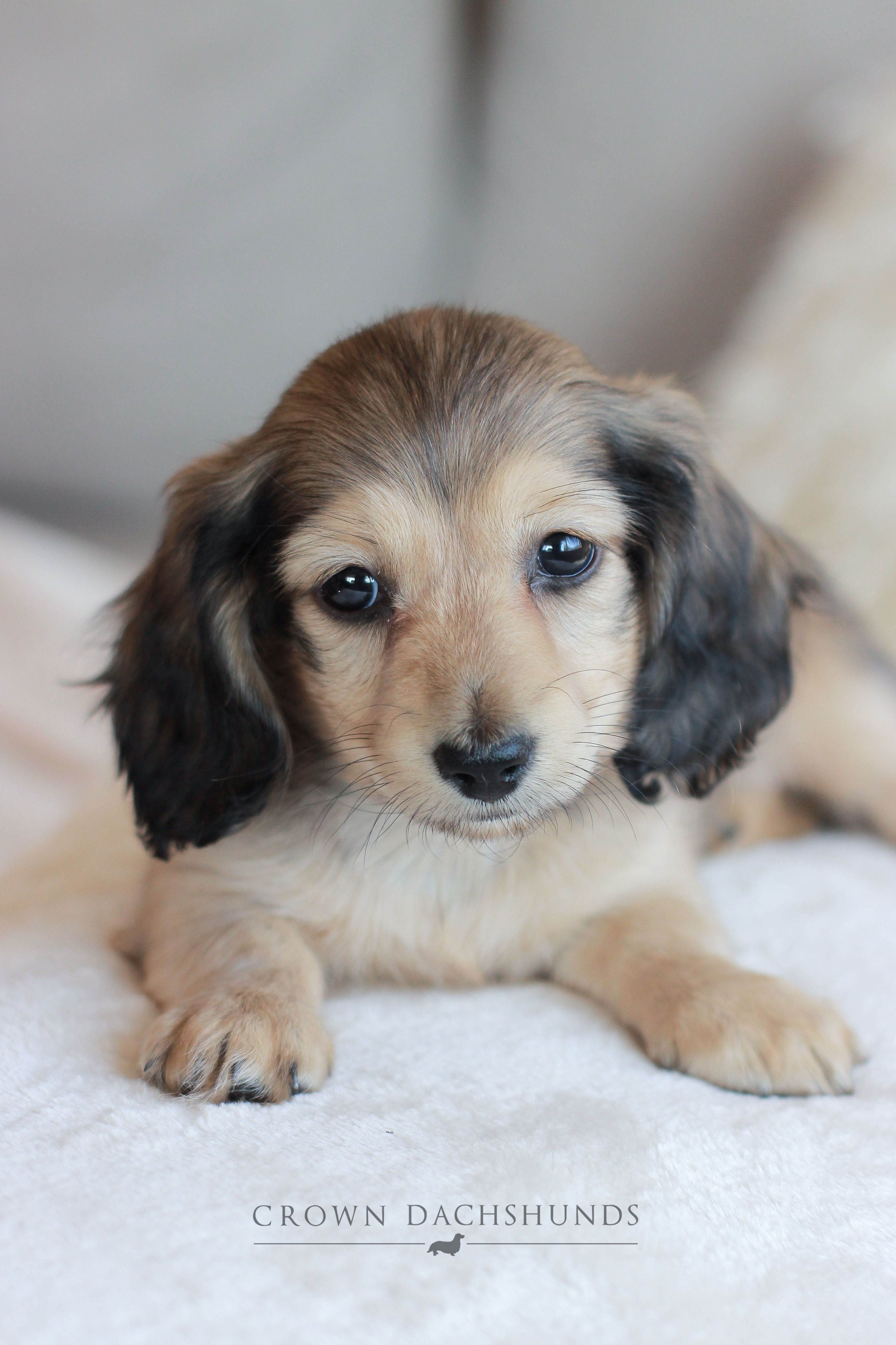 English Cream Dachshund